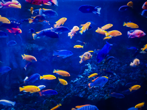 Methylene Blue For Fish - Methylene Blue Australia